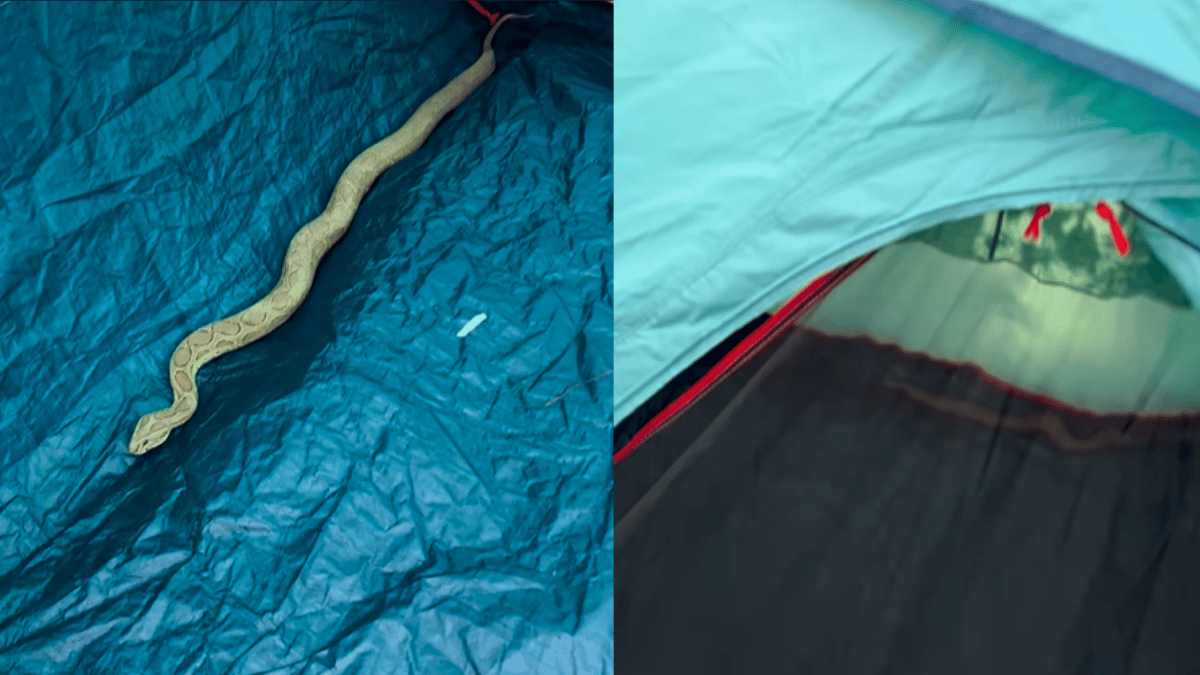 Dangerous Russell Viper Snake Entres Camping Tent; Triggered Netizens call It Staged | Viral Video